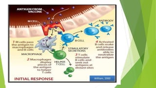 BIOPHARMING EDIBLE VACCINES bsc career.pptx