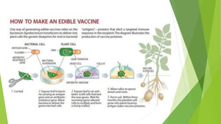 BIOPHARMING EDIBLE VACCINES bsc career.pptx