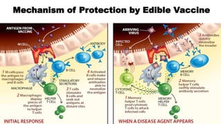 Biopharming vaccine | PPT