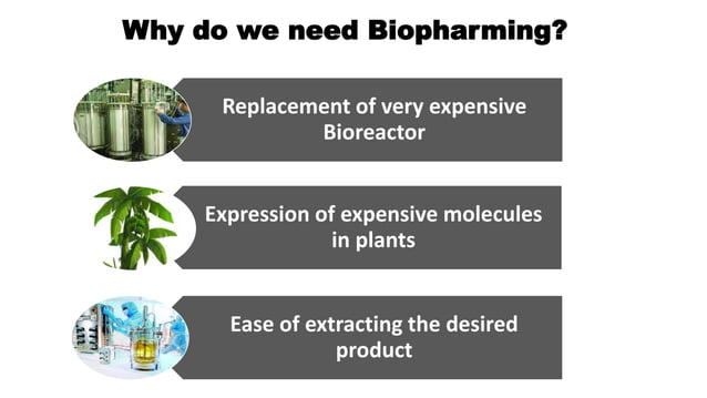 Biopharming vaccine | PPT