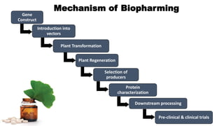 Biopharming vaccine | PPT
