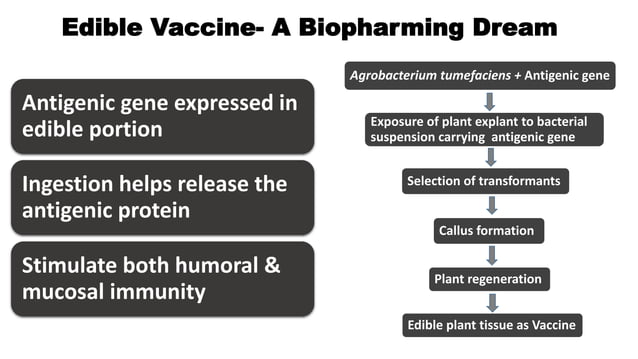 Biopharming vaccine | PPT