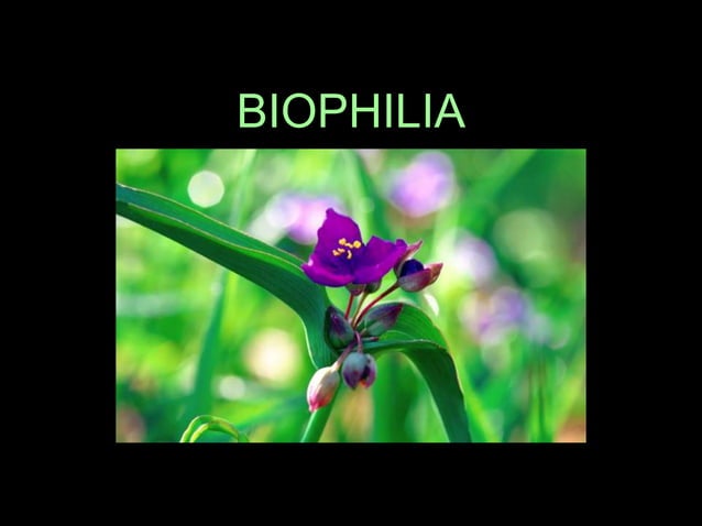 Biophilia and biomimicry | PPT