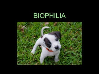 Biophilia and biomimicry | PPTX