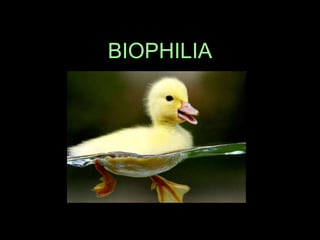 Biophilia and biomimicry | PPTX