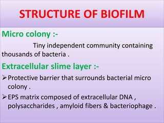 Biophilms | PPT