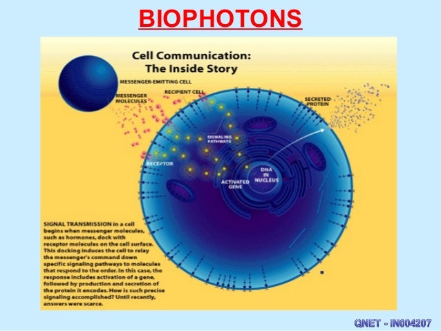 Biodisc - Biophotons