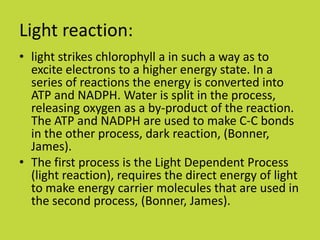 Biophotosynthesis | PPT
