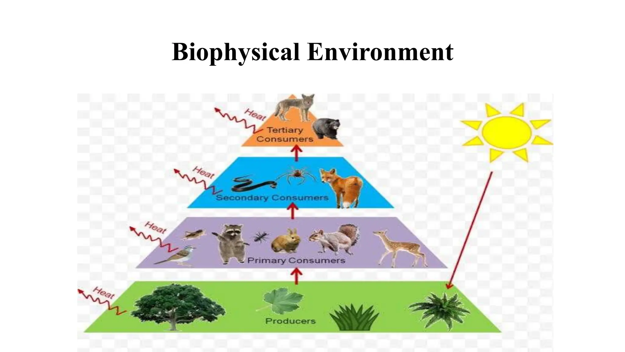 Biophysical Environment.pptx