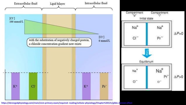 Biophysical Properties – Lecture -4.pptx