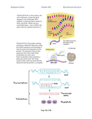 Biophysics Chapter 5 Biomoelculat Structure.pdf
