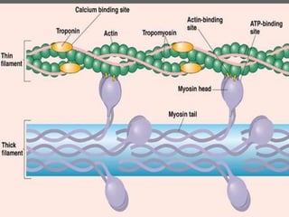 Physiology of muscles contraction.ppt