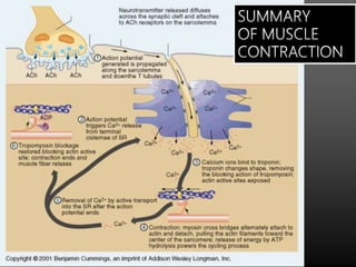 Physiology of muscles contraction.ppt