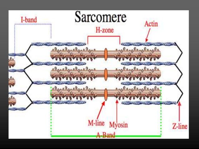 Physiology of muscles contraction.ppt | Biological Sciences | Science