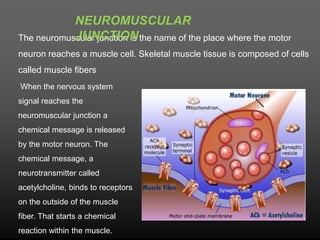 Physiology of muscles contraction.ppt