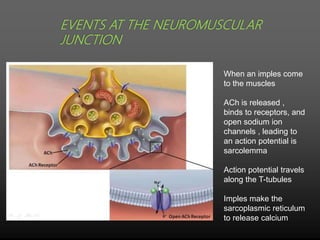 Physiology of muscles contraction.ppt