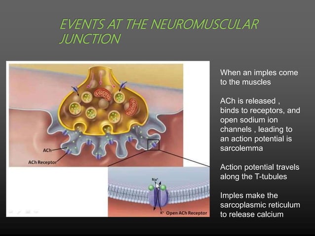 Physiology of muscles contraction.ppt | Biological Sciences | Science
