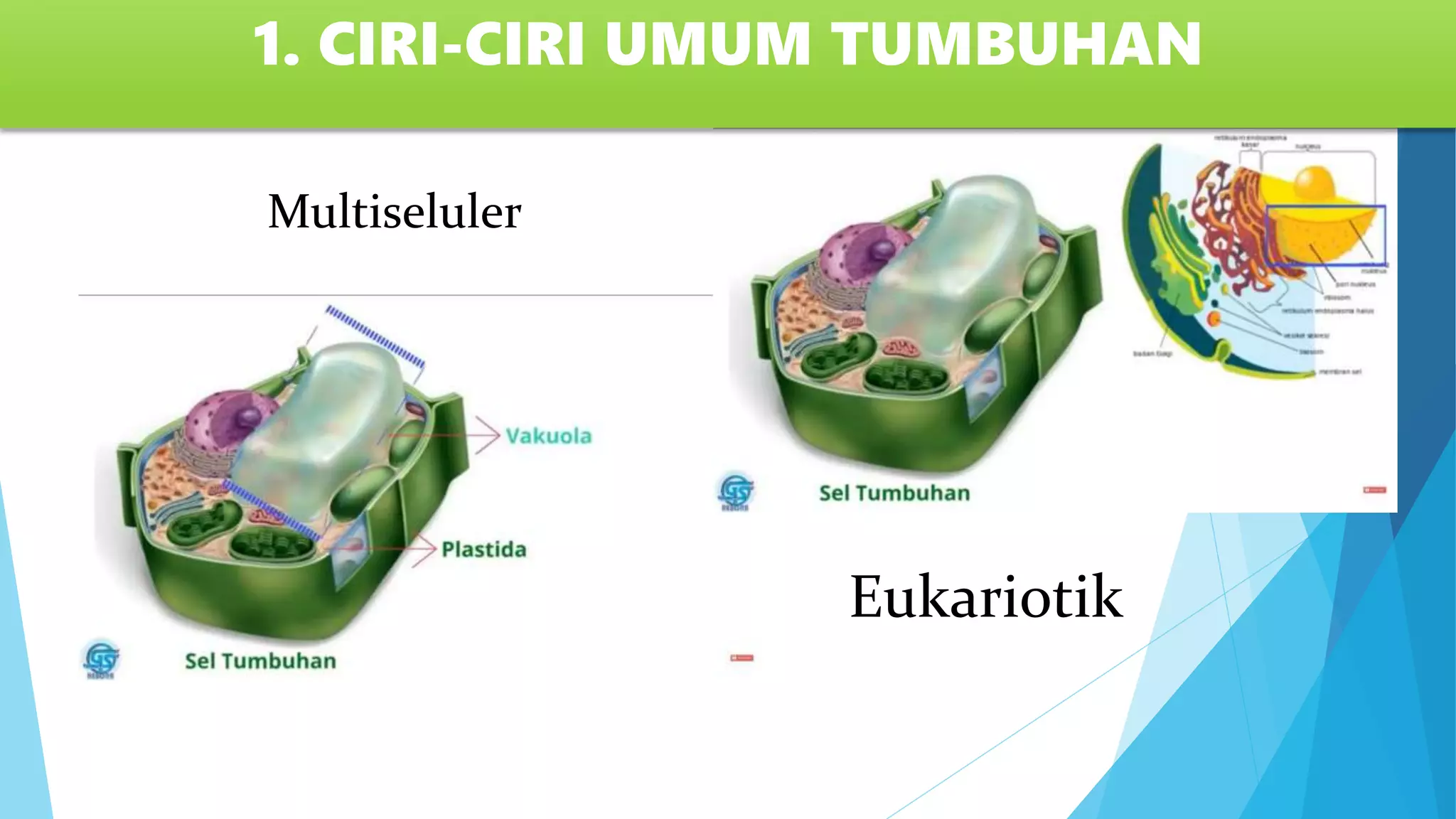 STRUKTUR ORGANISASI TUBUH TUMBUHAN | PPTX