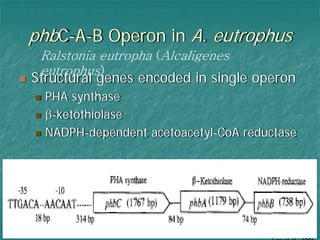 bioplastic-produced-by-microorganisms.pdf