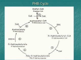 bioplastic-produced-by-microorganisms.pdf