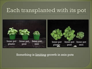 Bioplastic Nursery Pots for Profitability and Sustainability | PPT