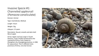 BioPlus Project #5.(Invasive species)pptx | PPTX