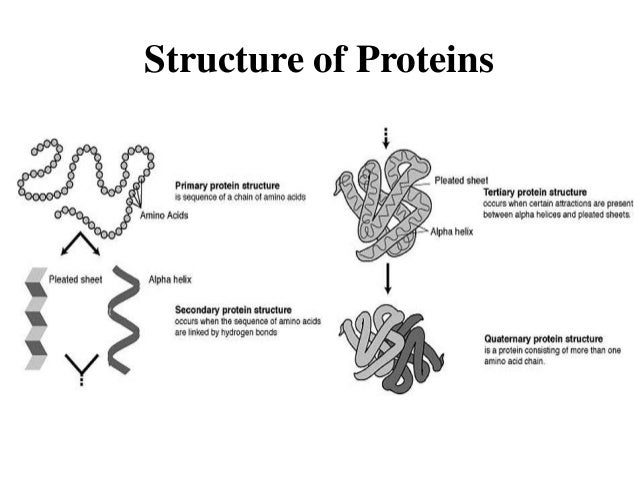Biopolymer lecture 1