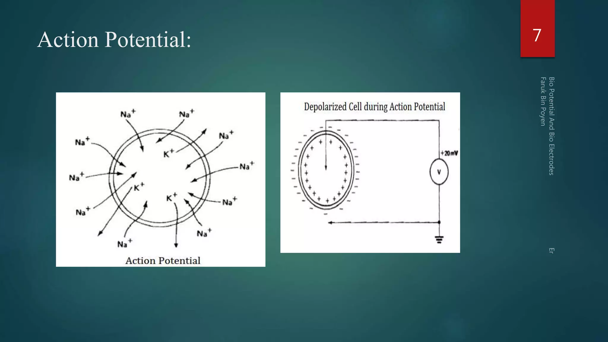 Bio Potential and Bio Electrodes | PDF