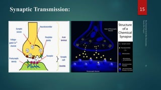 Bio Potential and Bio Electrodes | PDF