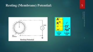 Bio Potential and Bio Electrodes | PDF