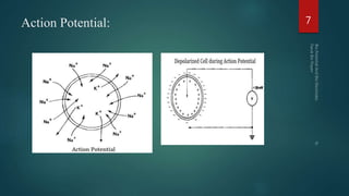 Bio Potential and Bio Electrodes | PDF