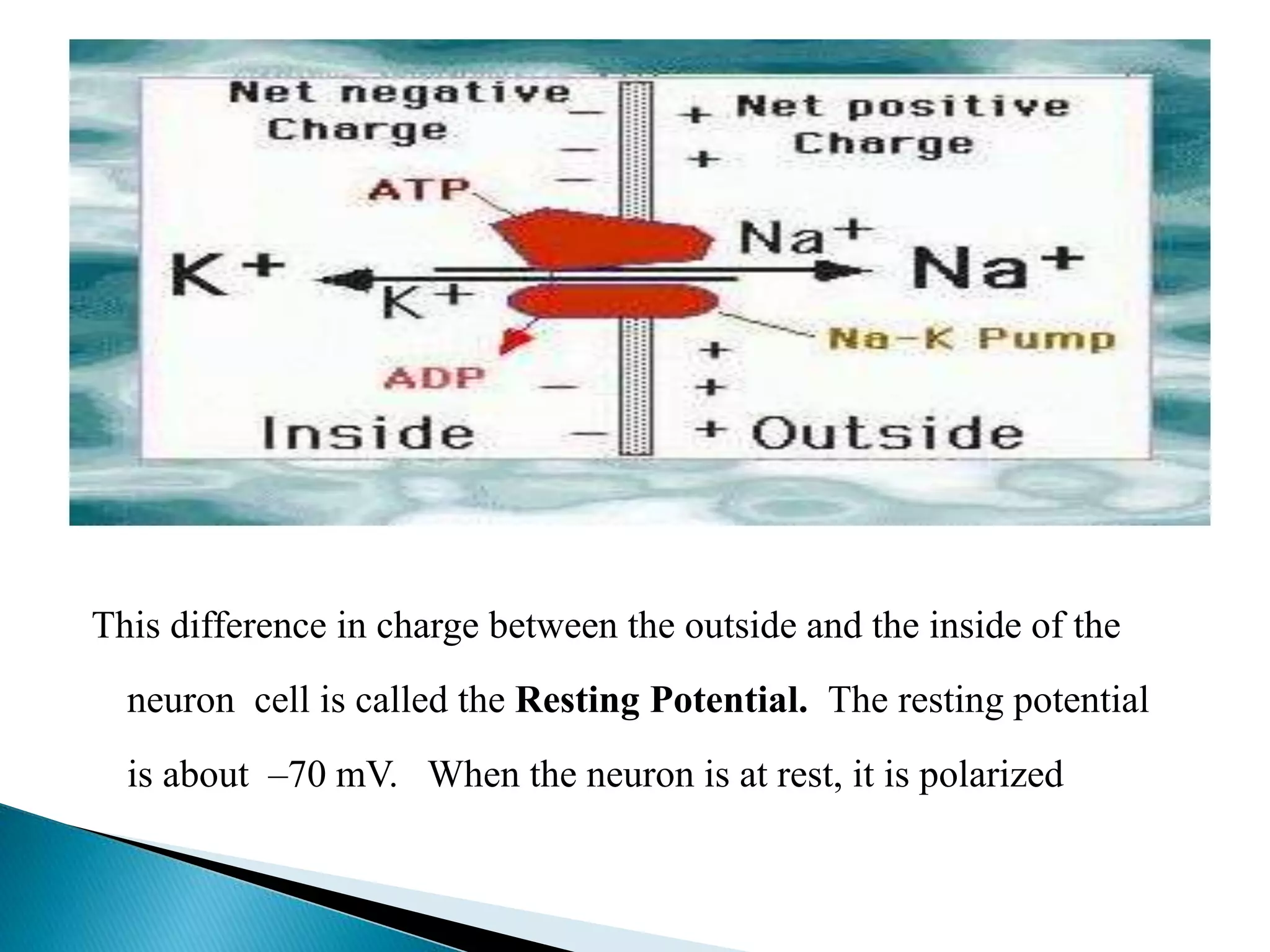 Biopotential generation | PPTX