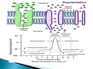 Biopotential generation | PPTX