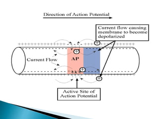 Biopotential generation | PPTX