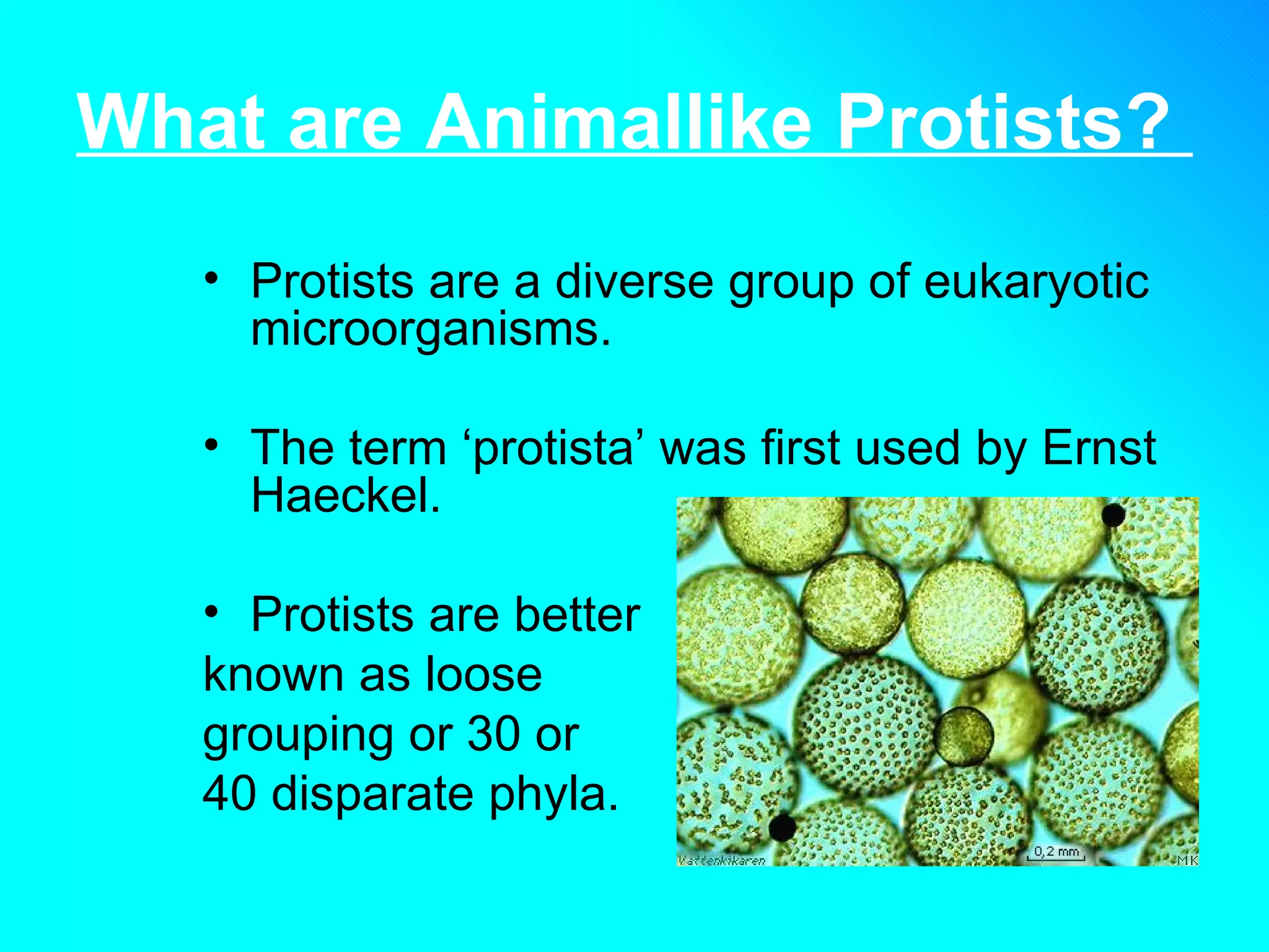 Bio Powerpoint | PPT