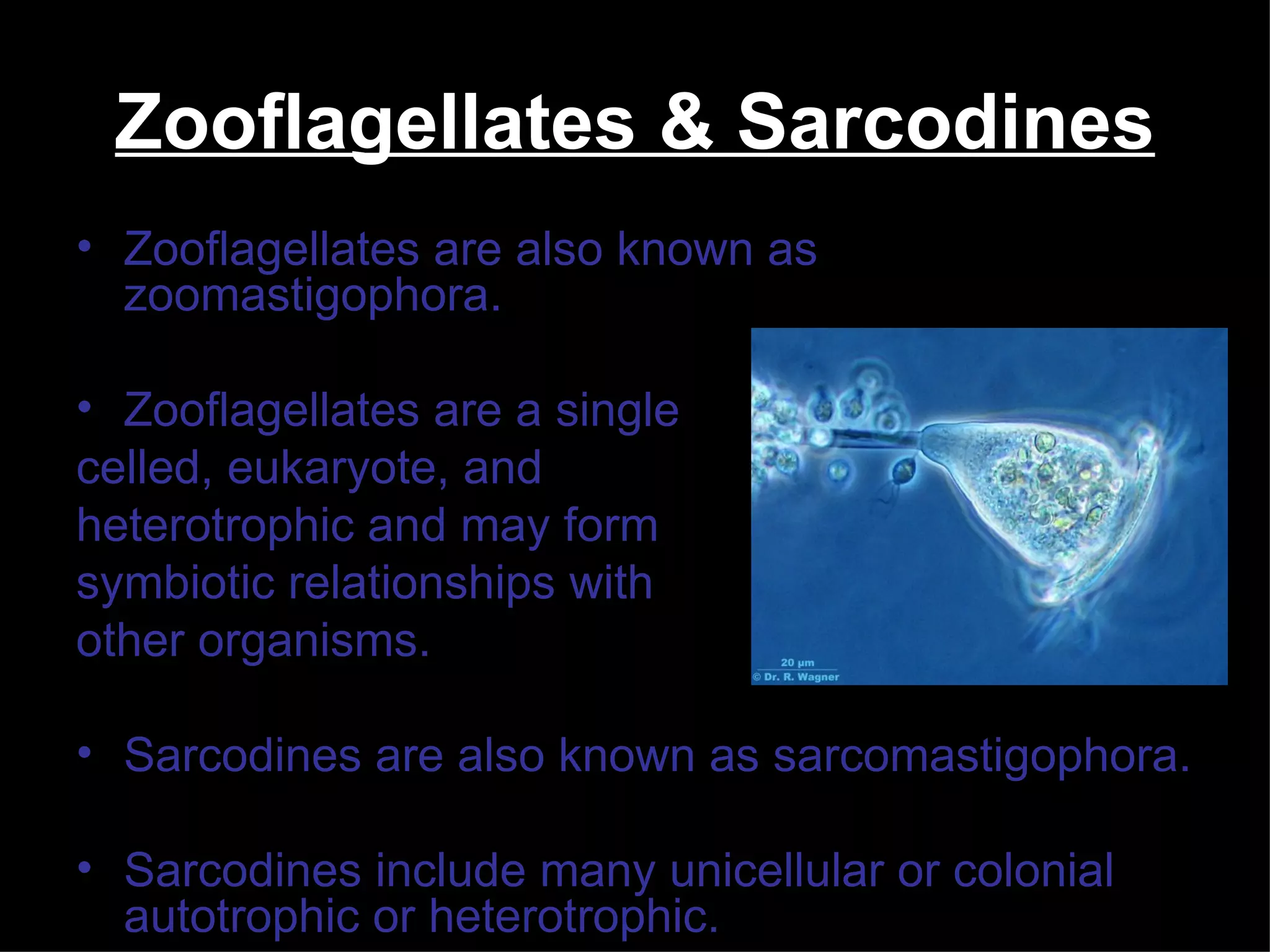 Bio Powerpoint | PPT