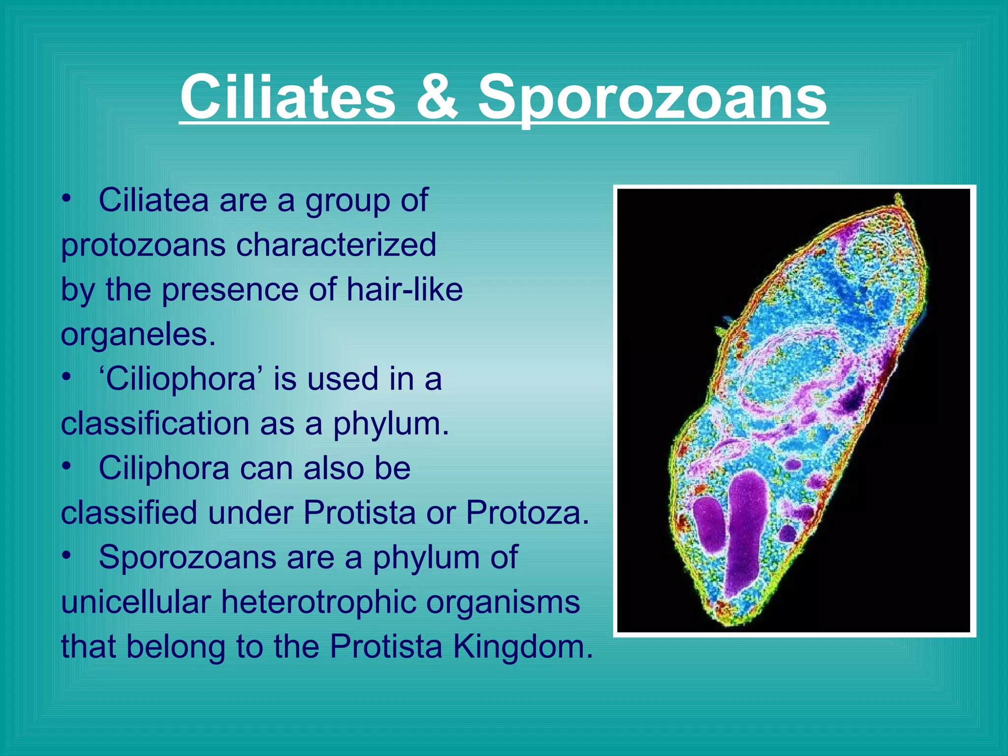 Bio Powerpoint | PPT