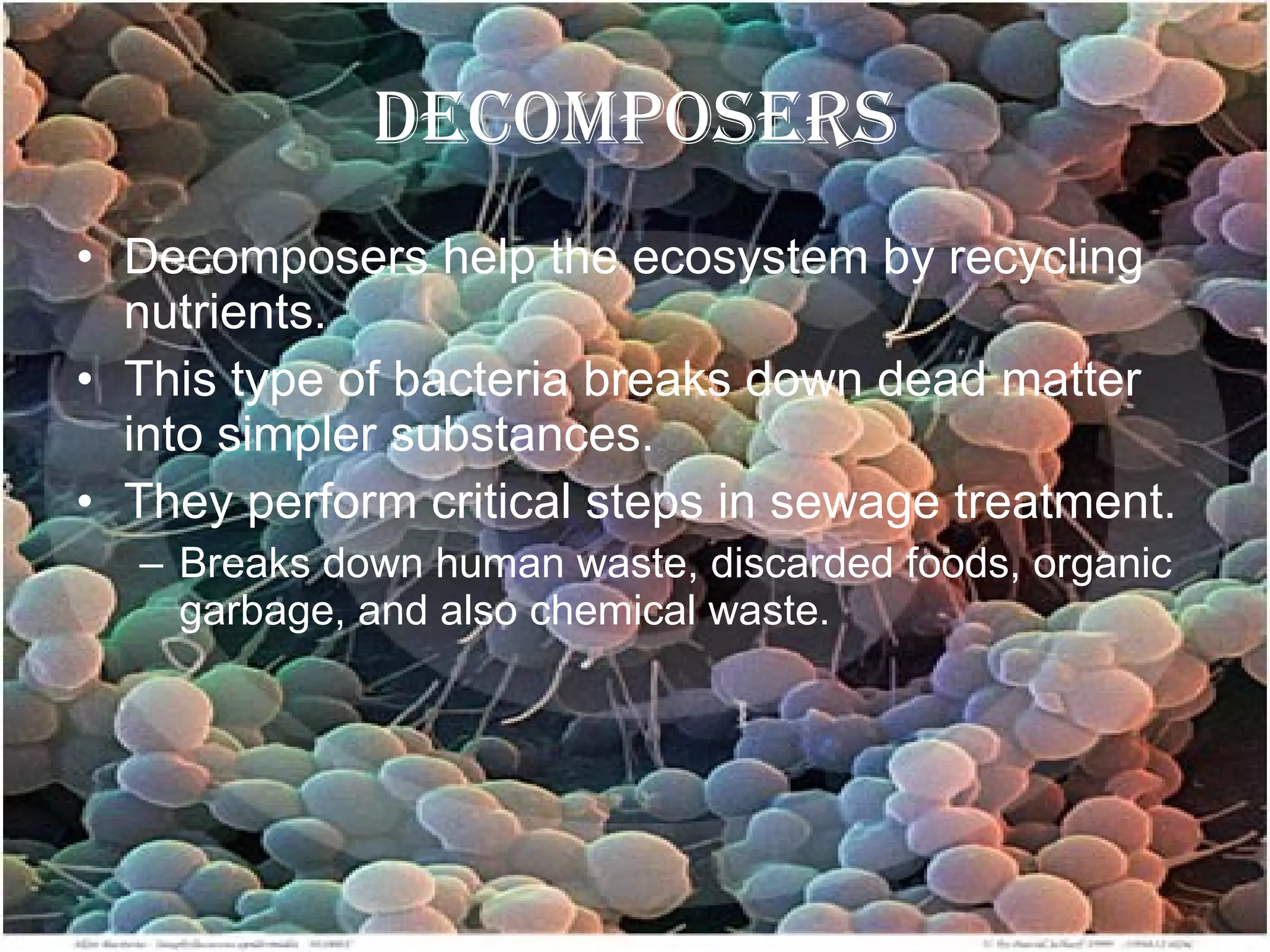 Bio Powerpoint | PPT