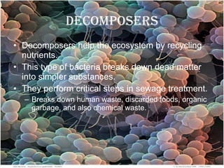 Bio Powerpoint | PPT