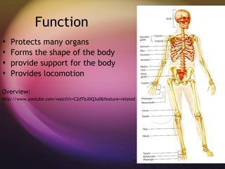 Bio powerpoint | PPT