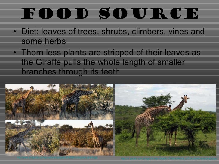 Danella Petri Pd. 1 Giraffe