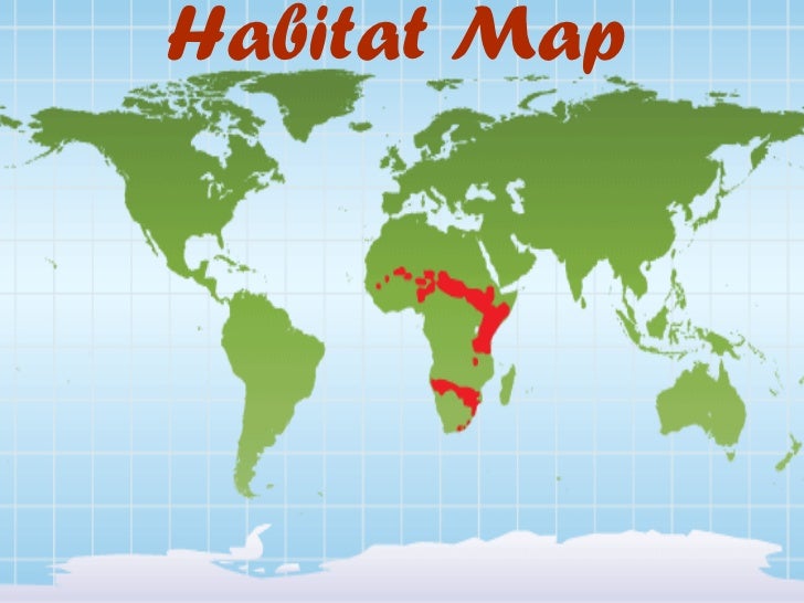 Danella Petri Pd. 1 Giraffe