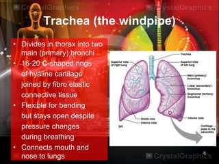 Bio ppt | PPTX