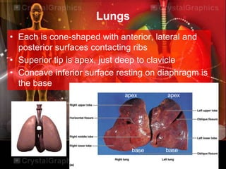 Bio ppt | PPTX