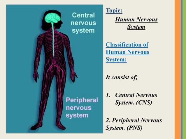 Human Nervous System | PPT | Free Download