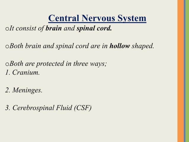 Human Nervous System | PPT
