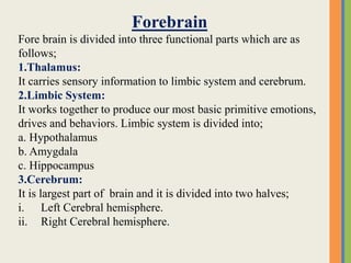 Human Nervous System | PPT