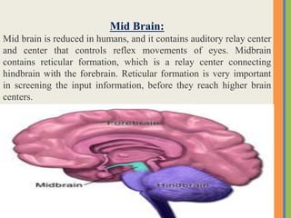 Human Nervous System | PPTX