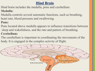 Human Nervous System | PPTX