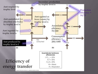 efficency of trophic levels | PPTX